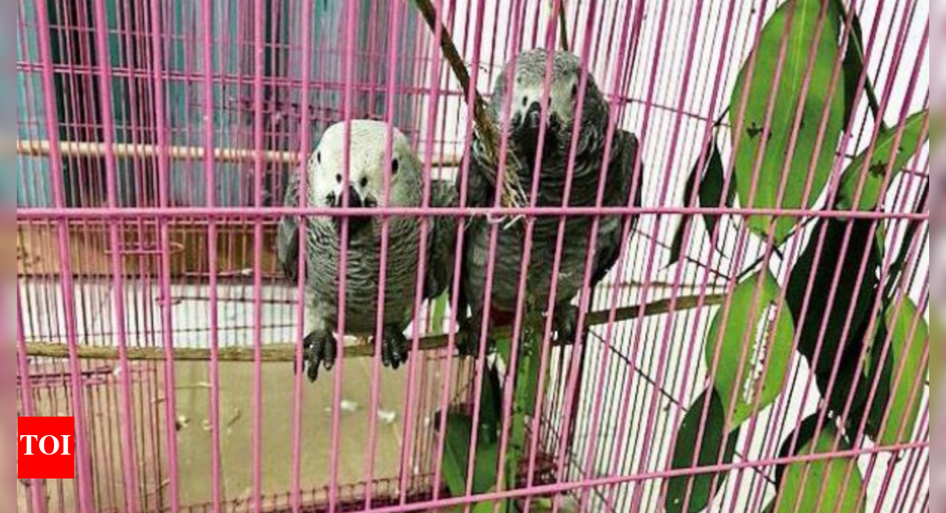 Endangered parrots seized at Delhi airport placed in 21-day quarantine ...