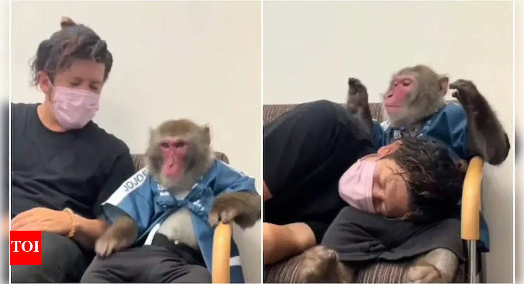 Watch: Video of monkey consoling emotional man goes viral - Times of India