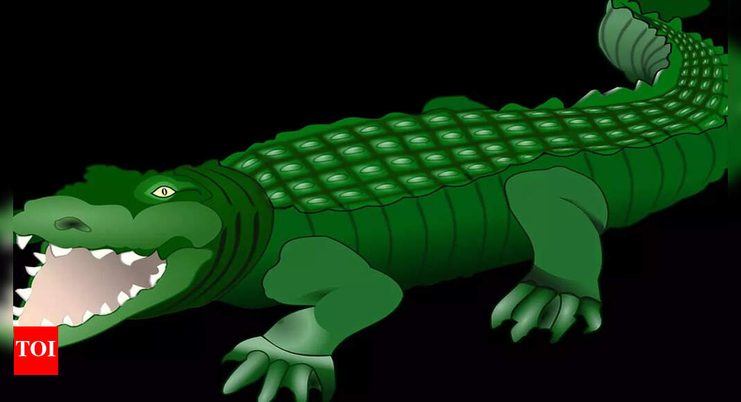 Crocodile: Crocodile Crawls Up To Central Jail Wall | Vadodara News ...