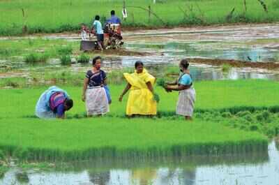 Centre approves 2,000ha paddy cluster in North Goa | Goa News - Times ...