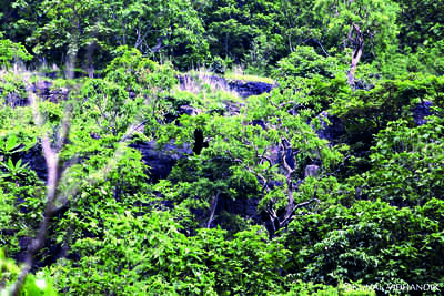 Black Eagle Spotted At Gautala Sanctuary | Aurangabad News - Times of India
