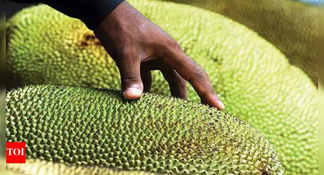 Goa: Soon, government to freeze-dry jackfruit to make seasonal fruit ...