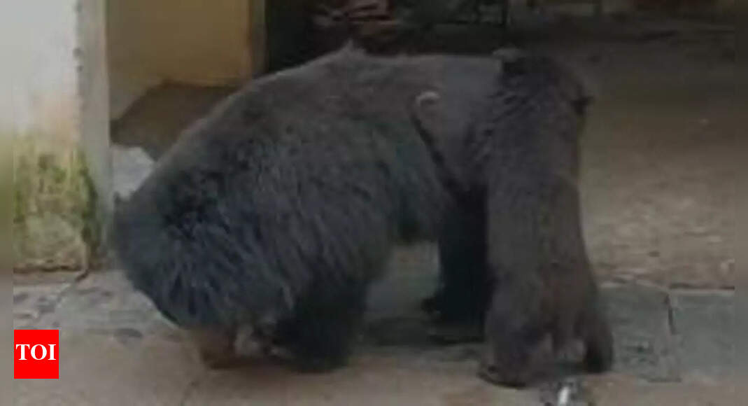 Bear attack in June: Two of six injured die in Srikakulam district of ...