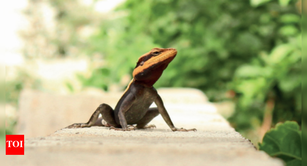 Bengaluru: Lizard species caught between a rock and a hot place ...