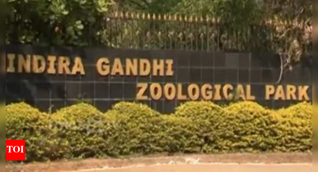 Visakhapatnam: Visakhapatnam: Zoo to celebrate World Lion Day ...