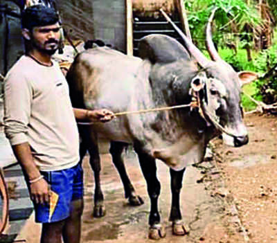 Tn Farmer Buys Hangal Bull For Princely ₹19l | Hubballi News - Times of ...
