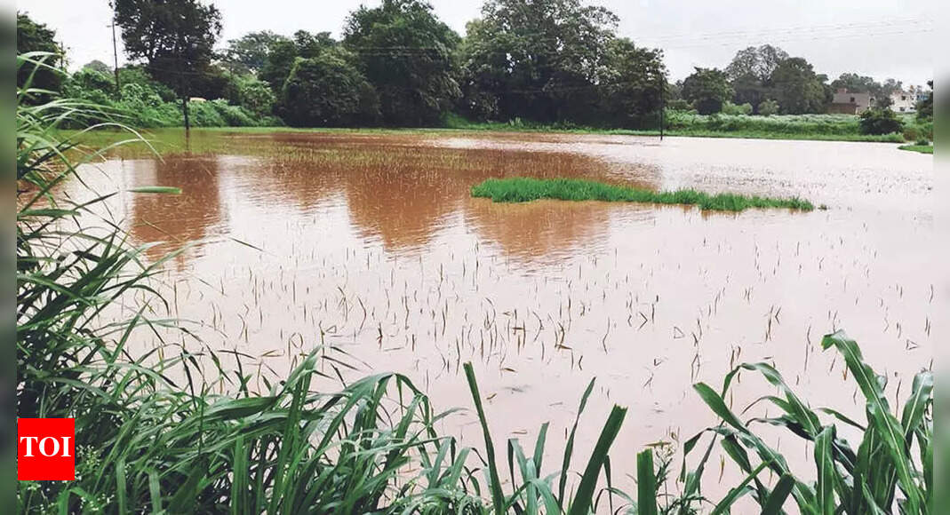Farmers: Farmers Furious As Basmati Paddy Fields Flooded After Ballari ...