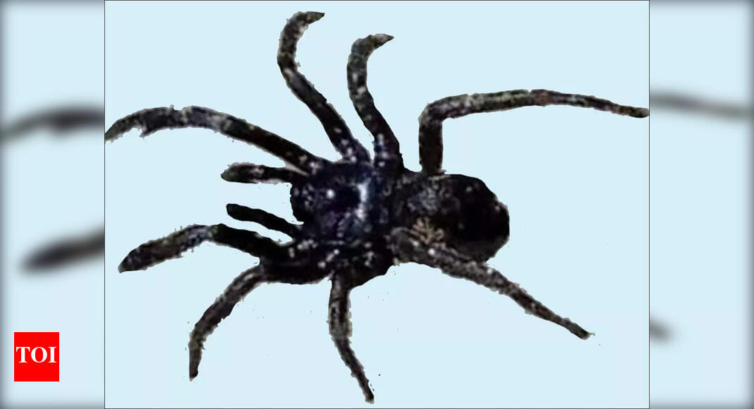 Bengal Scientist finds new spider species, names after Jagadish Bose ...