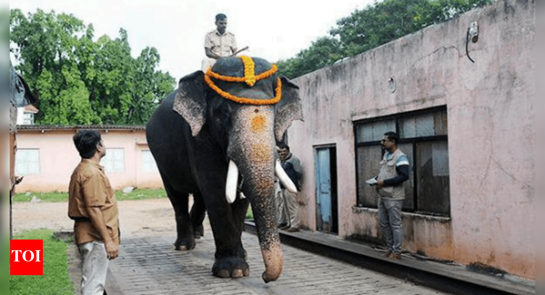 3 New Tuskers To Be Trained To Carry Golden Howdah | Mysuru News ...