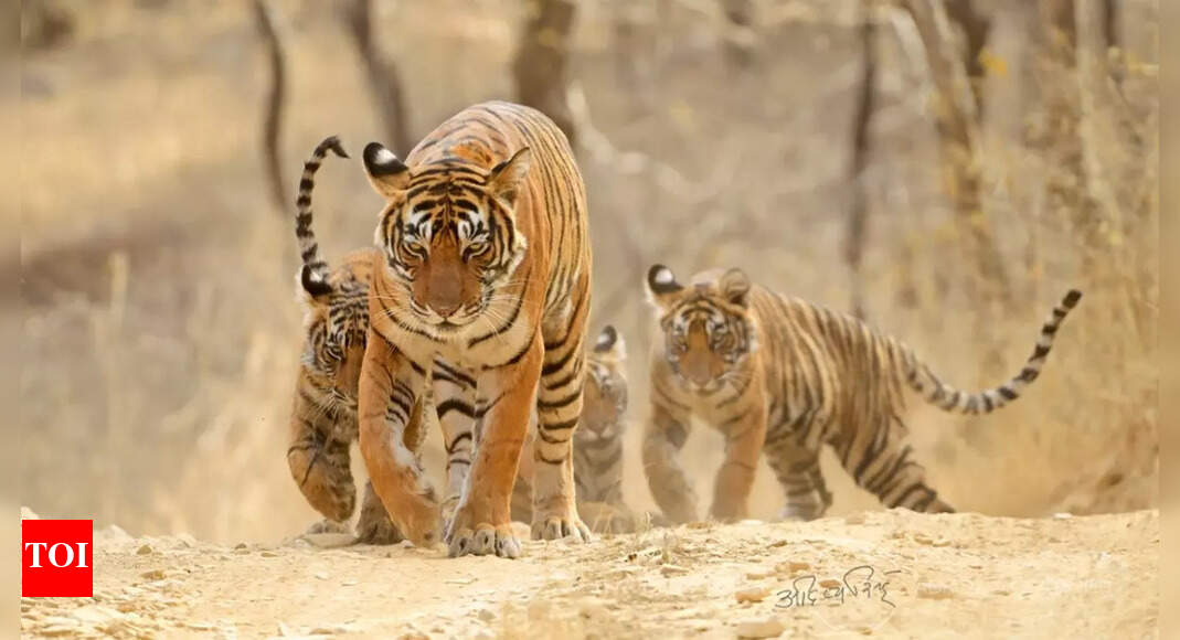 India at 75: Roar of the Indian Tiger | India News - Times of India