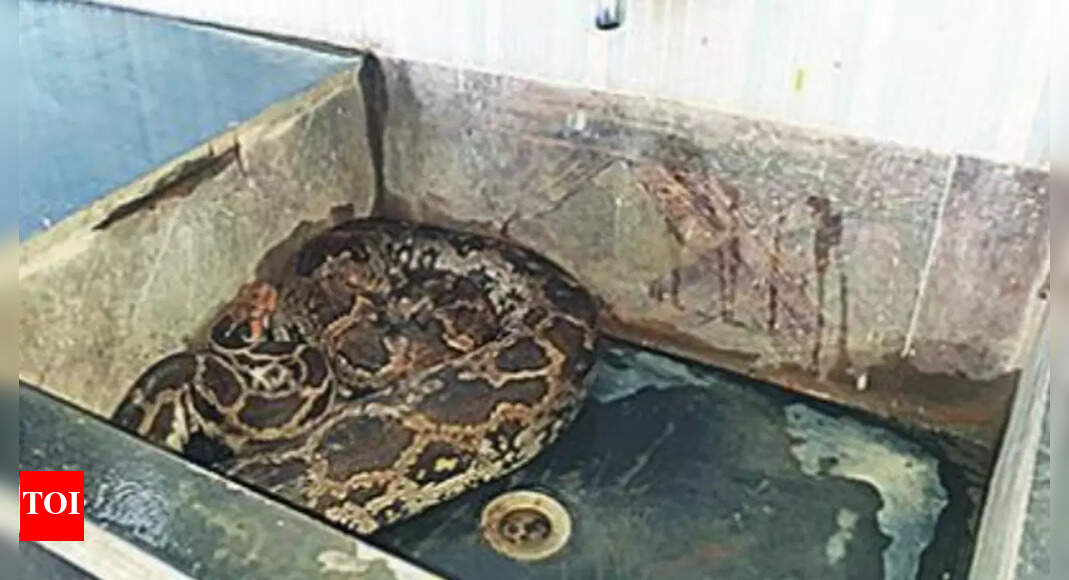 Mumbai: Pythons crawl into homes, activists say habitat loss to blame ...