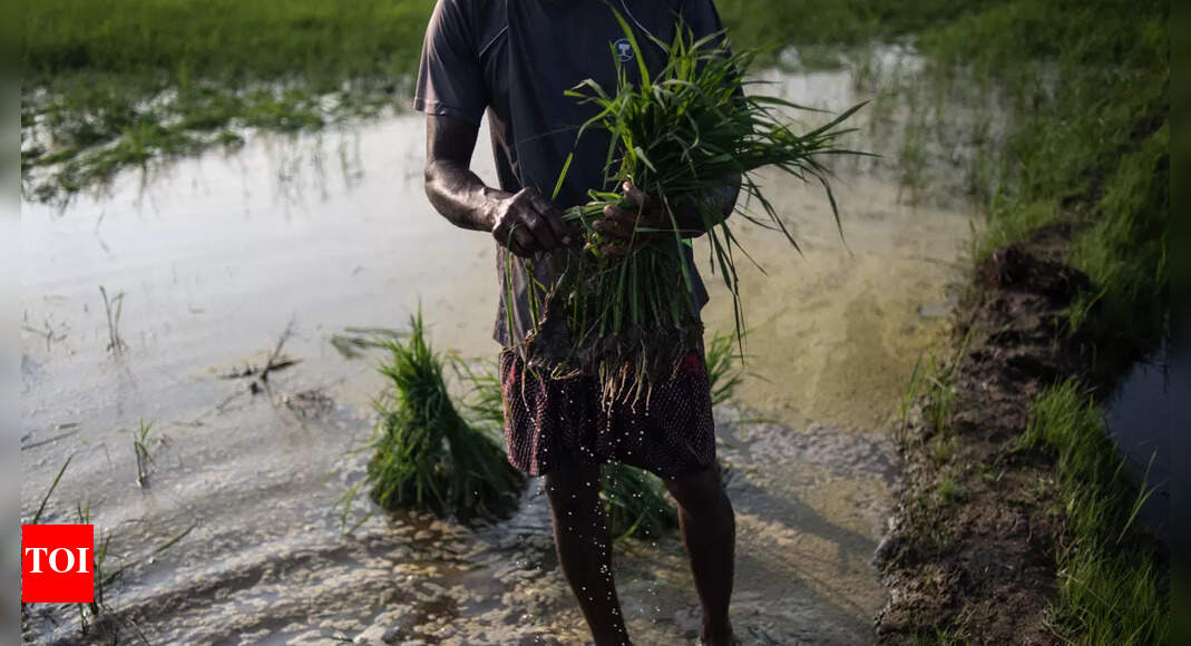 India at 75: Growing food, smartly & efficiently | India News - Times ...