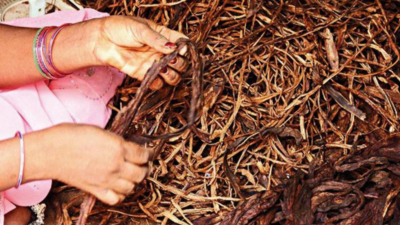 798 Bidi Workers From 8 Districts Of State Identified For Skill Devpt ...