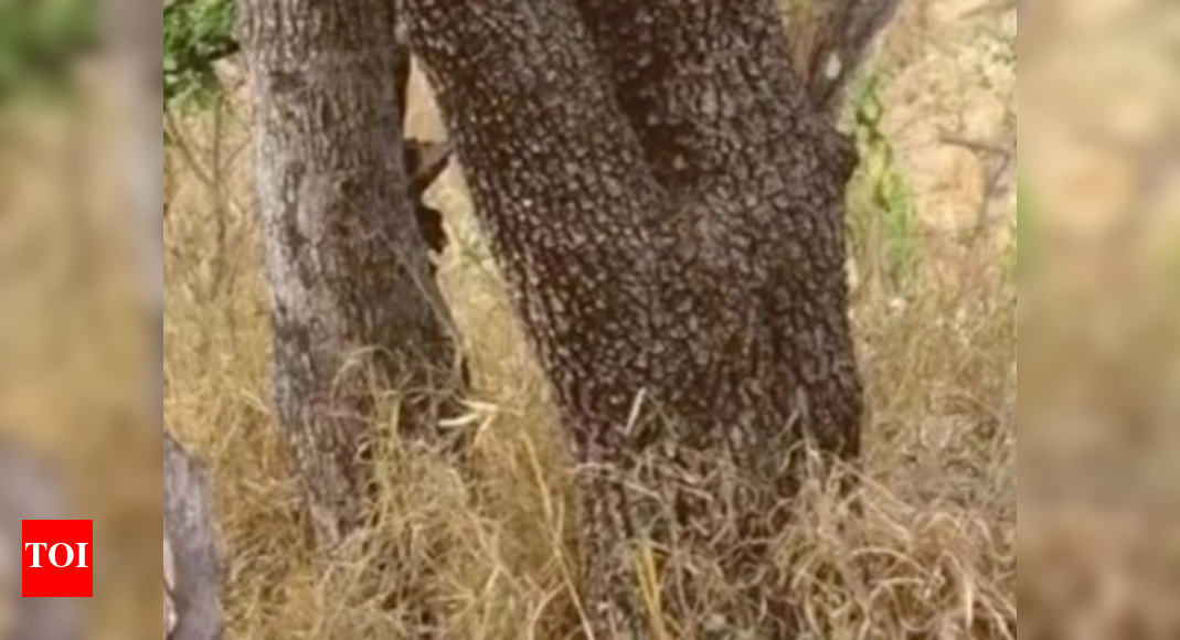 Optical illusion: Find the hidden cub in this picture - Times of India
