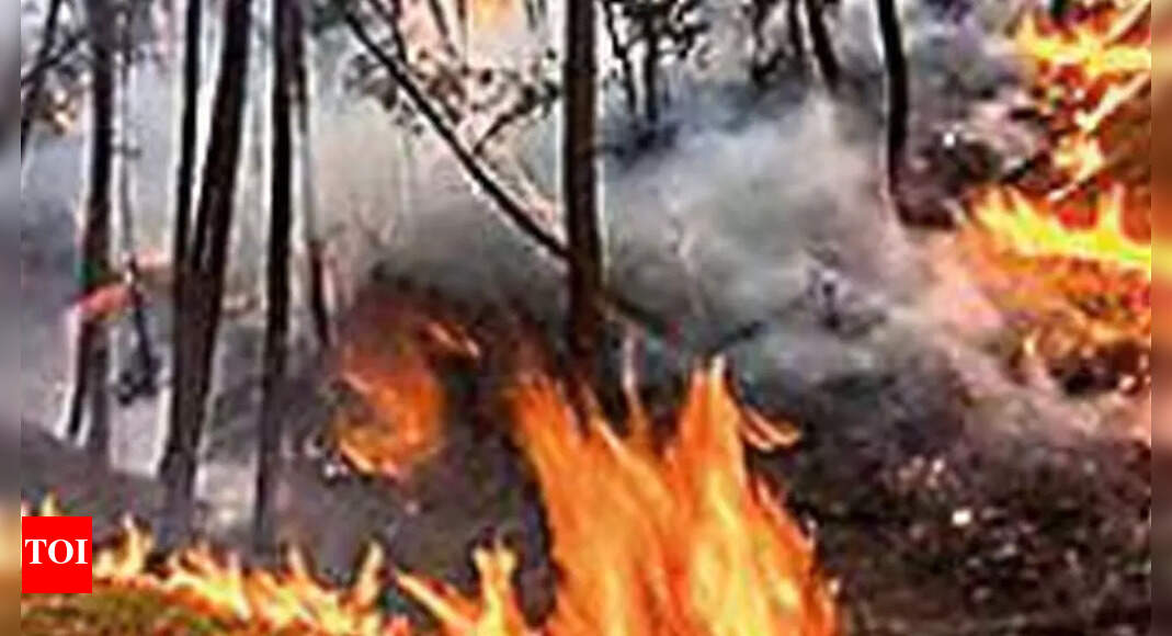 Uttarakhand among 10 states with most wildfires in India | Dehradun ...