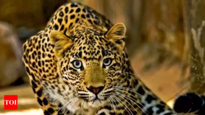 Andhra Pradesh: Leopard spotted at Sri Venkateswara Veterinary ...
