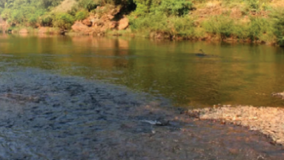 Goa: Green body seeks info from MRF over expansion plans | Goa News ...