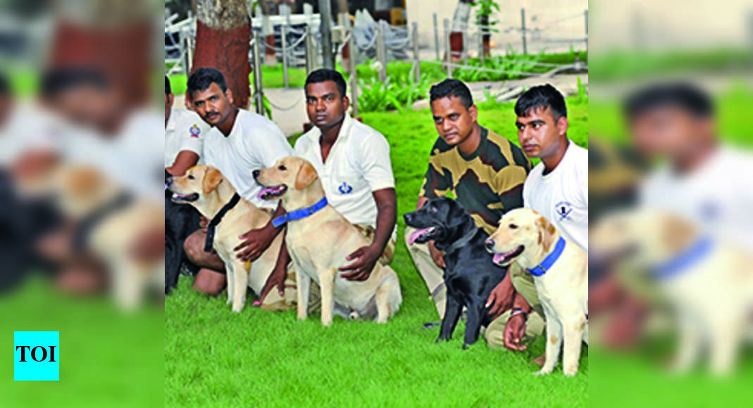 After 4 Decades, Cp Revives Narco Canine Squad | - Times of India