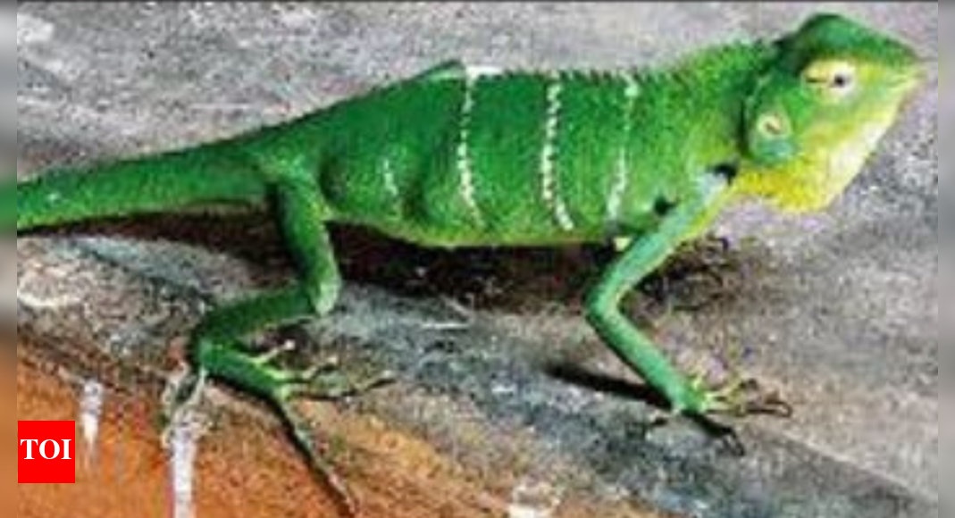 Tamil Nadu biologist spots elusive green lizard in Kerala home ...