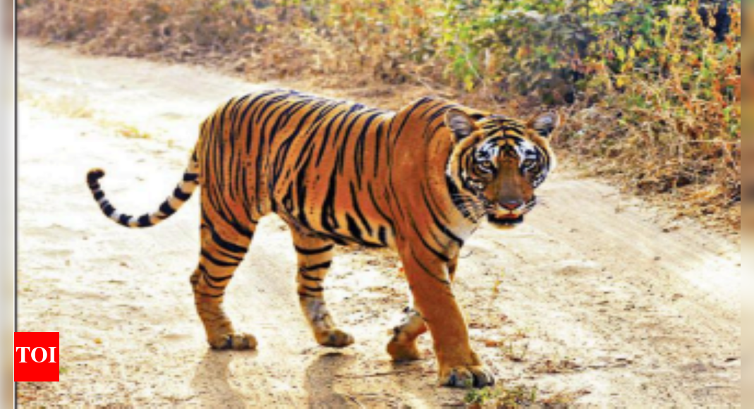 Ranthambore: Ranthambore tiger that killed 3 people to be caged for ...
