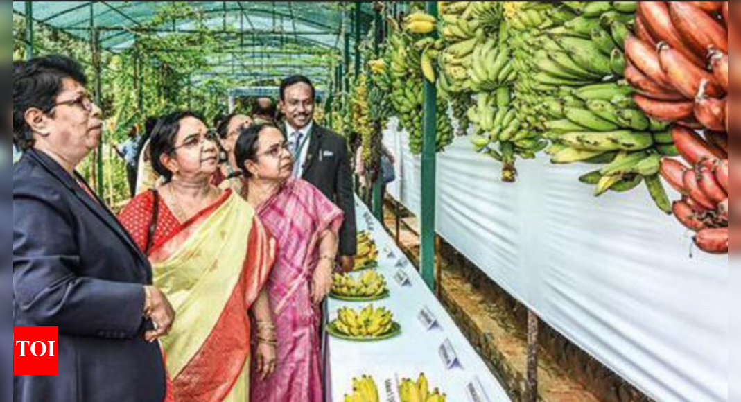 Nrcb: Nrcb Focussing On Reducing Post-harvest Losses In Banana ...