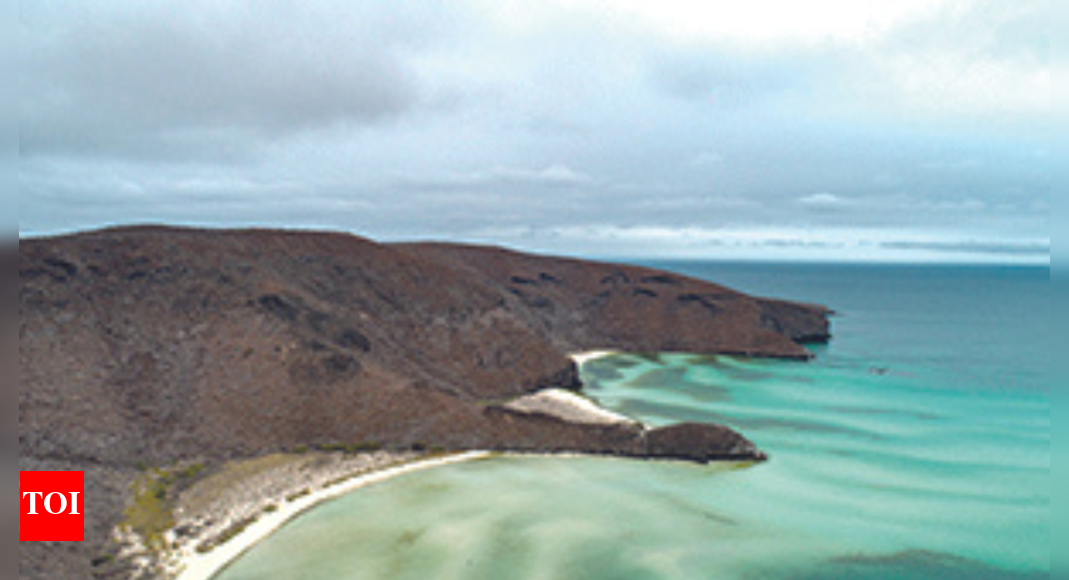 indian institute of science: Fish Ear Bones Hold Key To Map Ocean ...