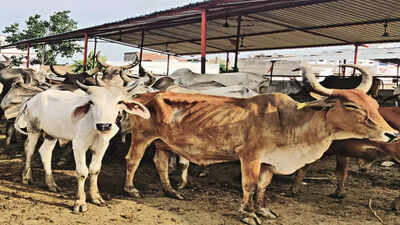 State’s High-yielding Cows To Vie For ‘crown’ | Bhopal News - Times of ...