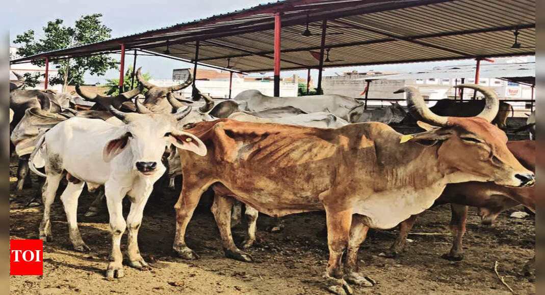 Madhya Pradesh: State’s High-yielding Cows To Vie For ‘crown’ | Bhopal ...