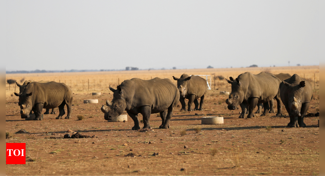 Poaching, horn trade declining but rhinos still threatened - Times of India