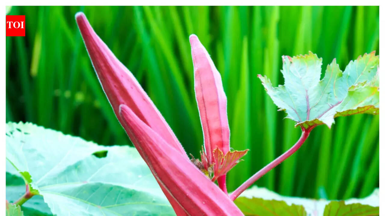 What is Kashi Lalima? Why is it believed to be the best vegetable for ...