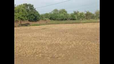 Floods leave tur and paddy crops ‘dried up’ | Nagpur News - Times of India