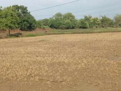 Floods leave tur and paddy crops ‘dried up’ | Nagpur News - Times of India