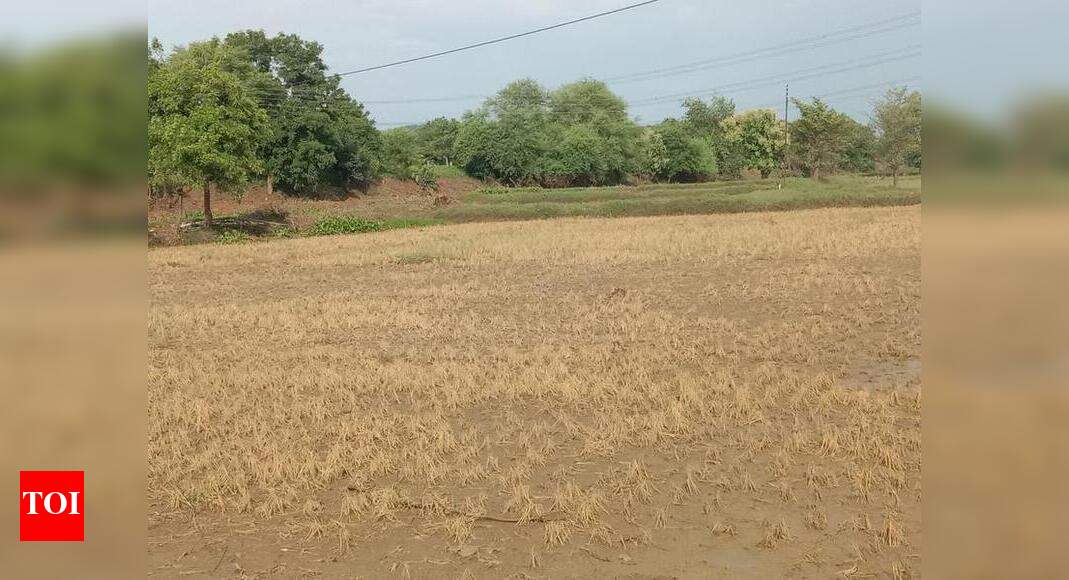 Floods leave tur and paddy crops ‘dried up’ | Nagpur News - Times of India