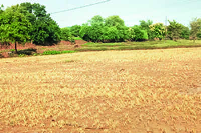 Floods Leave Tur And Paddy Crops ‘dried Up’ | - Times of India
