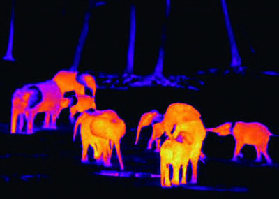 Forest Department Floats Tender To Install Thermal Imaging Cameras Near ...