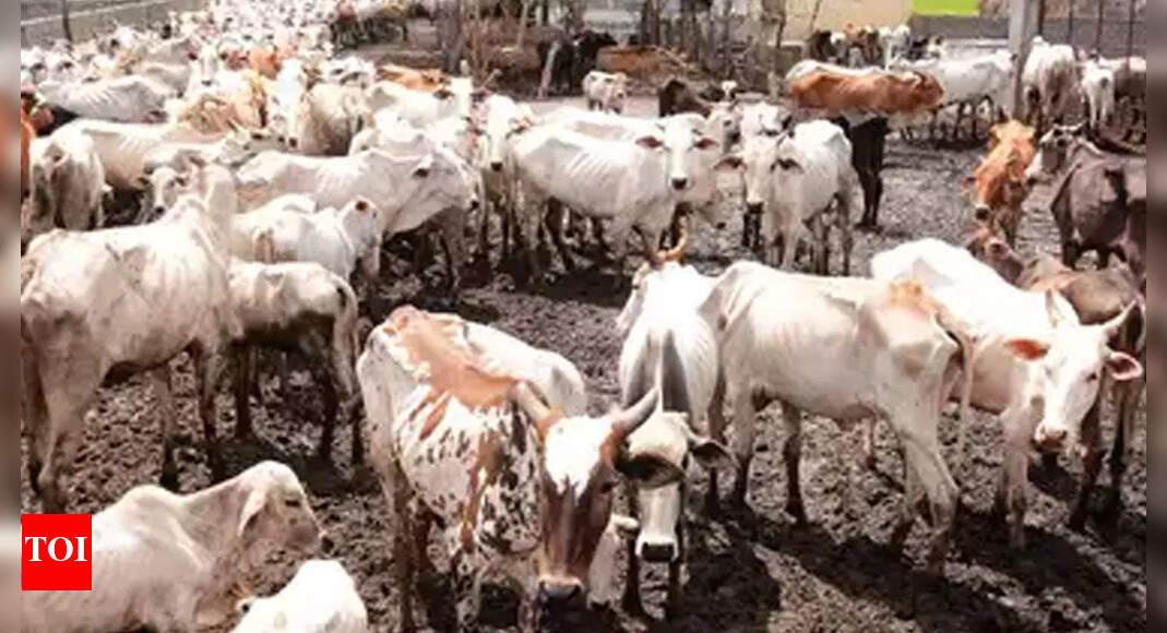 Meerut Lumpy Skin Disease Hits Over 300 Cattle In West Up Districts Meerut News Times Of India