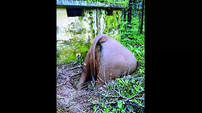 Wild Elephant Falls Into Septic Tank, Dies | Kochi News - Times of India
