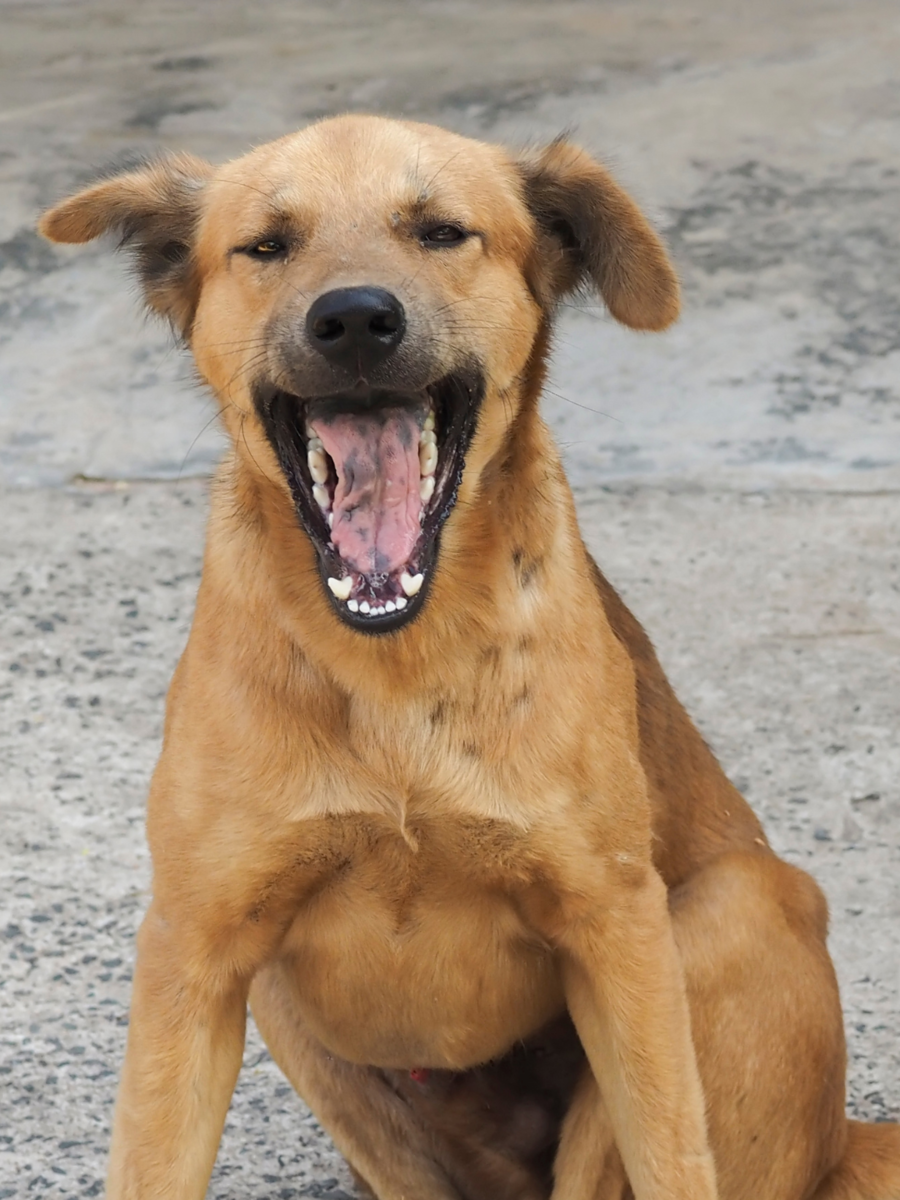 Stray dogs of this Gujarati village own 5 crores worth of property ...