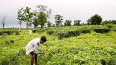 Samri: 16k Tea Saplings Planted On Samri Mine Land | Raipur News ...