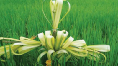 Harvest festival turning hollow as agricultural traditions fade | Goa ...