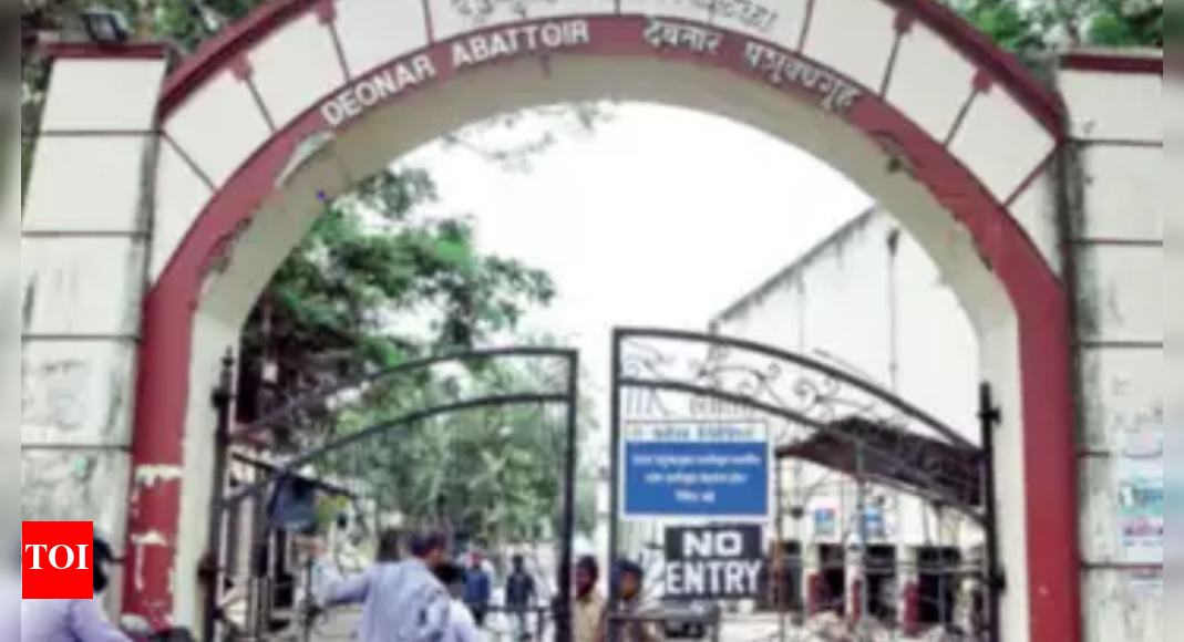 Deonar: In Deonar Abattoir Sting Op, Peta Activists Expose Cruelty ...