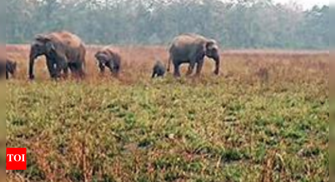 Ctr: At Ctr, ‘bio-fence’ To Stop Jumbos From Raiding Crops | Dehradun ...
