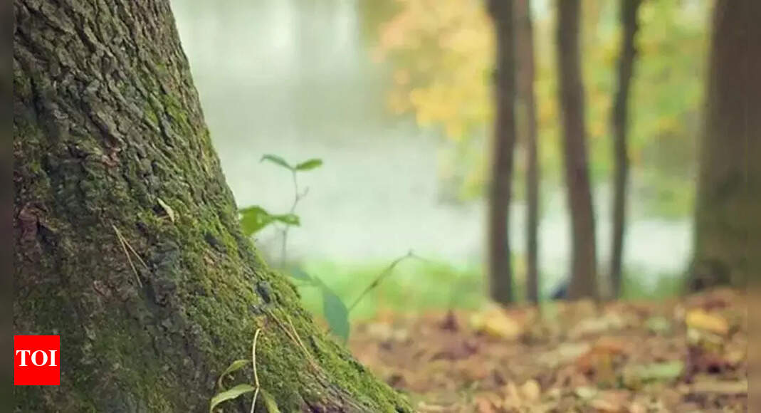 Bijnor authority orders 'conversion of large areas into forest land ...