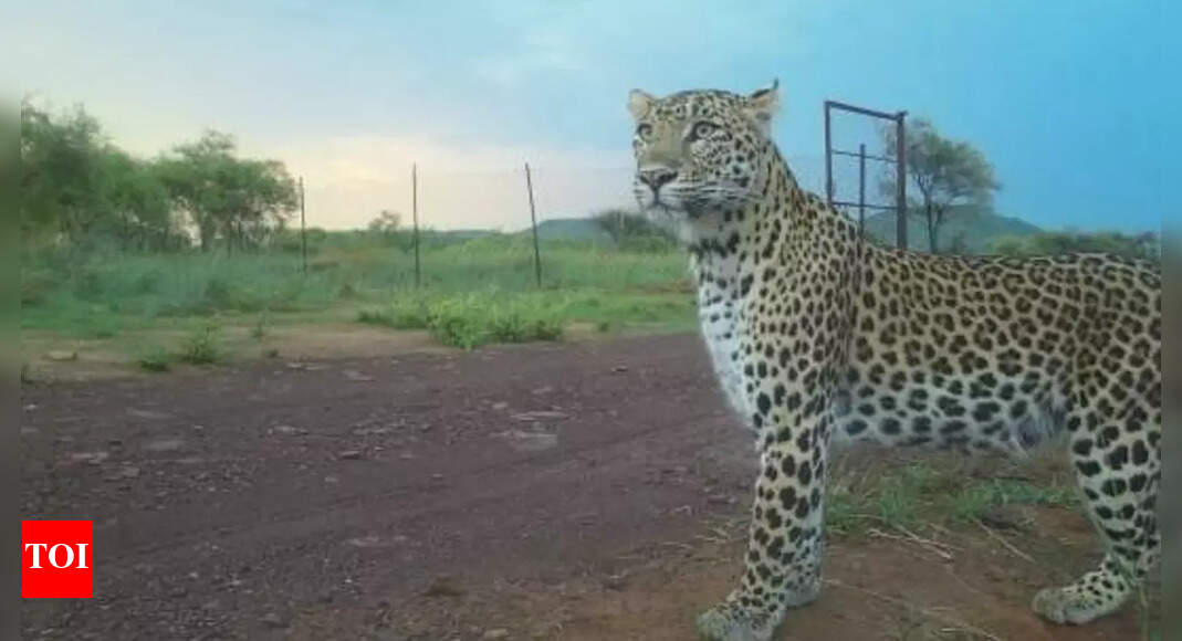 Cheetah: Cheetah project: One out of three leopards inside enclosure caught after 23-day chase ...