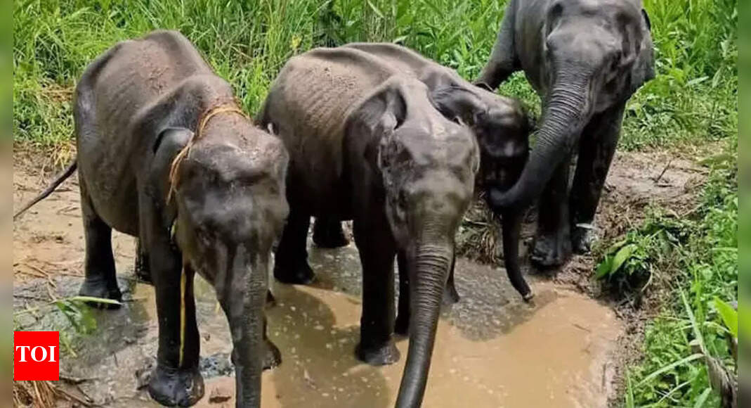 Loco pilots' timely action saves lives of 12 elephants in Jharkhand ...