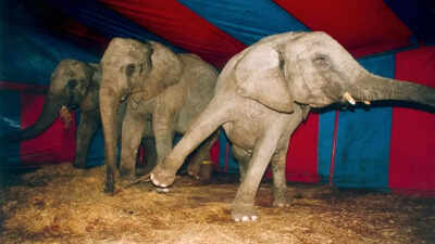 BookMyShow removes circuses from its portal after campaign by PETA ...