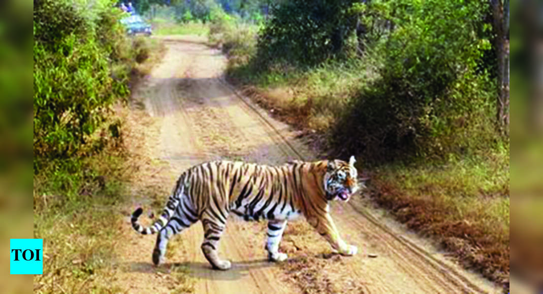 Jamwa Ramgarh: Sariska Tiger St-24 Strays Into Jamwa Ramgarh Near ...