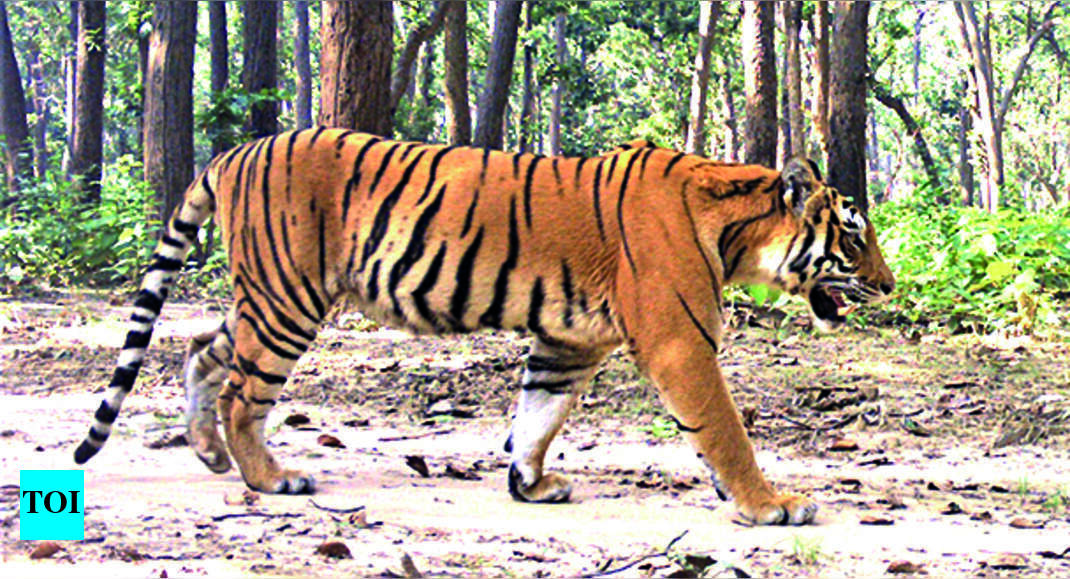 With Spotting Of Over 20 Tigers, Amangarh To Open Next Yr: Dm | Meerut ...