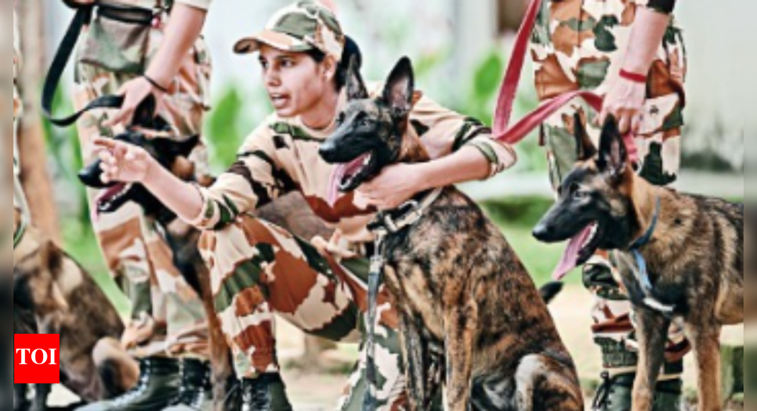 The woof warriors! Dog fighters get trained to defend the nation ...