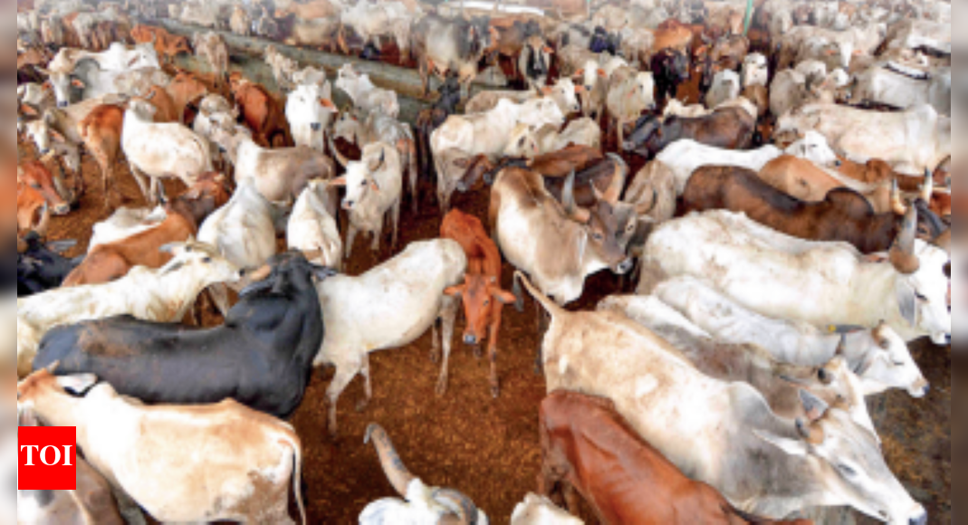 Andhra Pradesh: 15l Vaccines Supplied To Check Spread Of Lumpy Skin ...